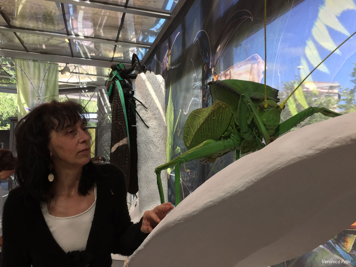 Chiedimi se sono felice, intervista a Roselli - QuiLivorno.it