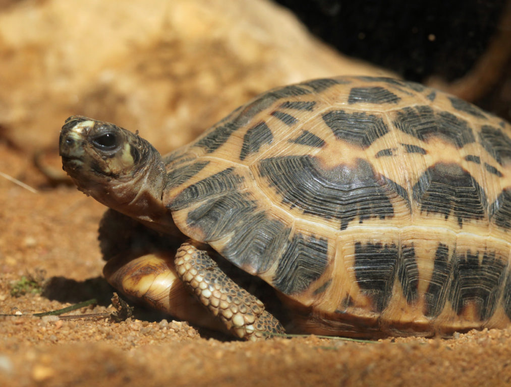 All'Acquario aquile di mare e testuggini ragno - QuiLivorno.it