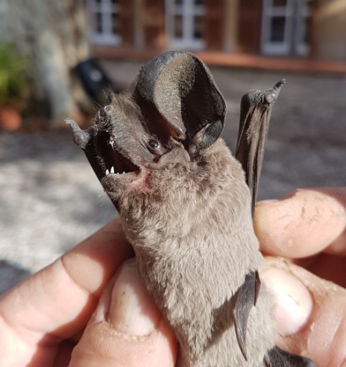 Scoperto raro pipistrello all'Iti - QuiLivorno.it